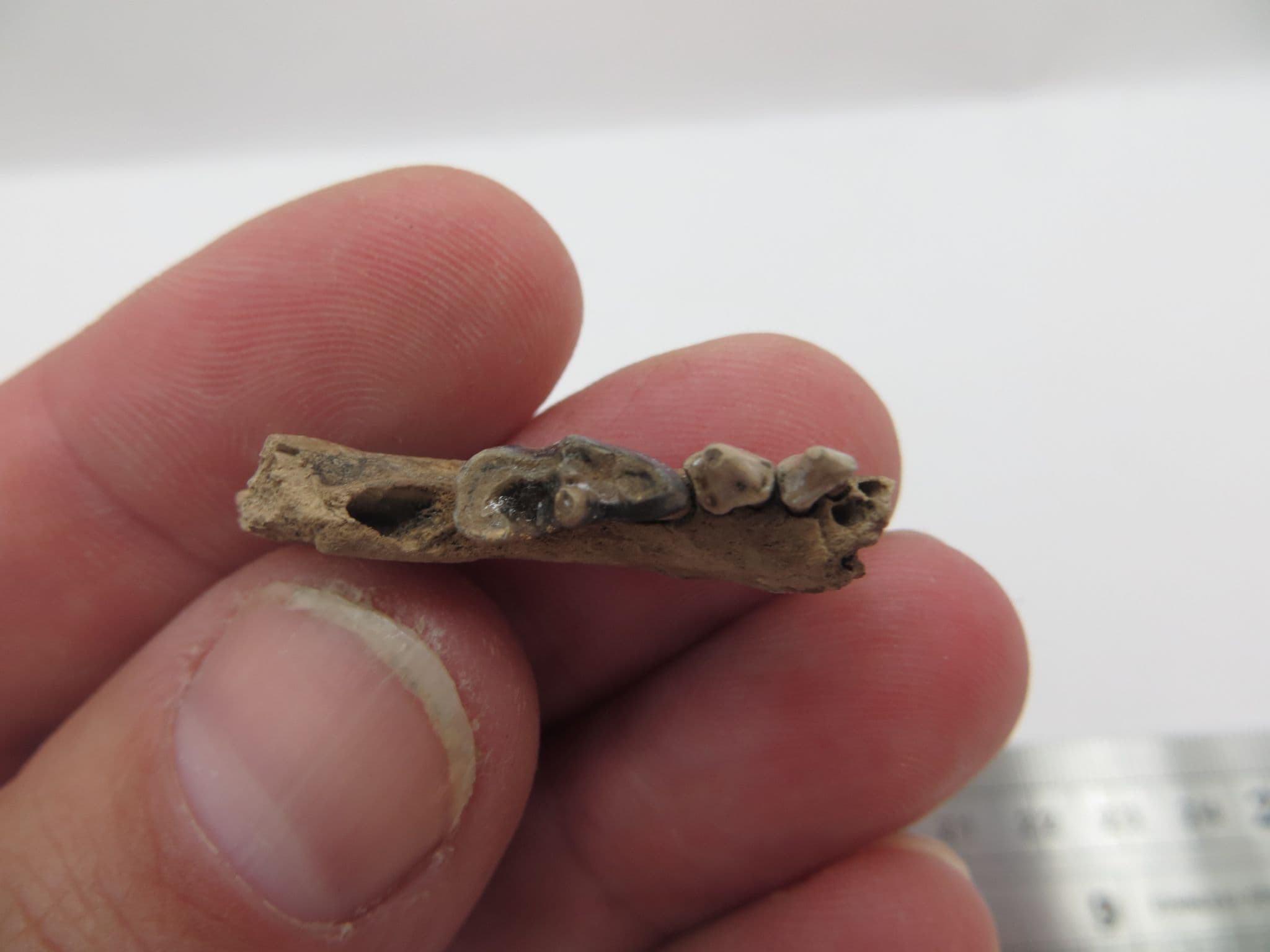 Fossil Bat Jaw - Very Rare