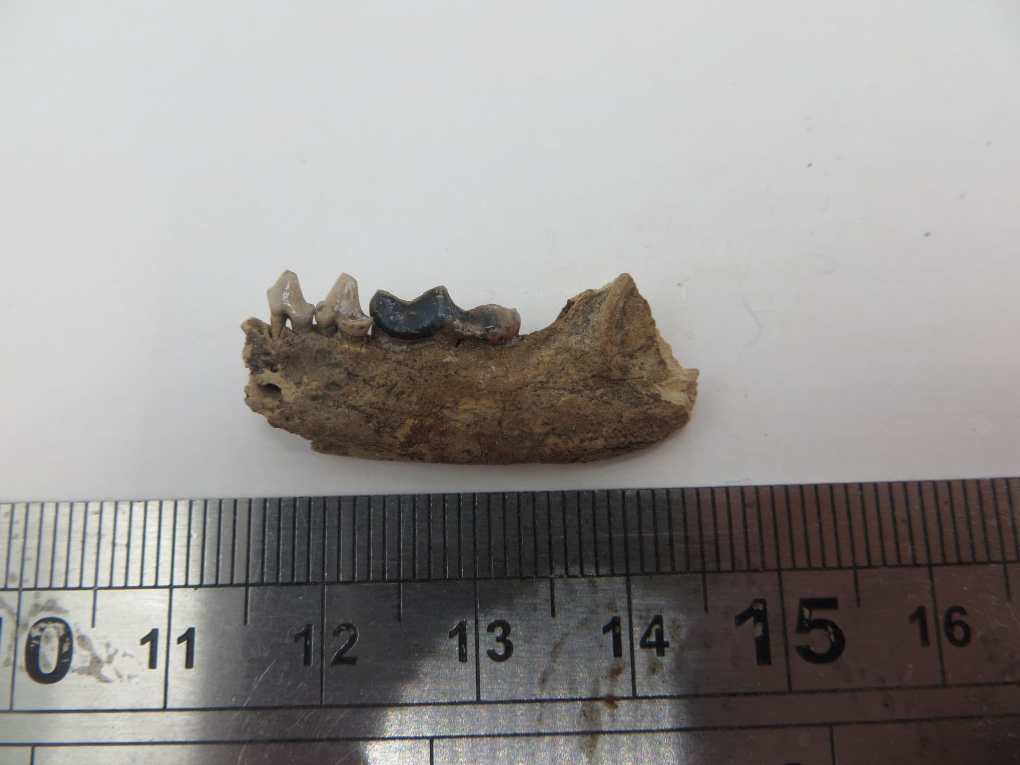 Fossil Bat Jaw - Very Rare
