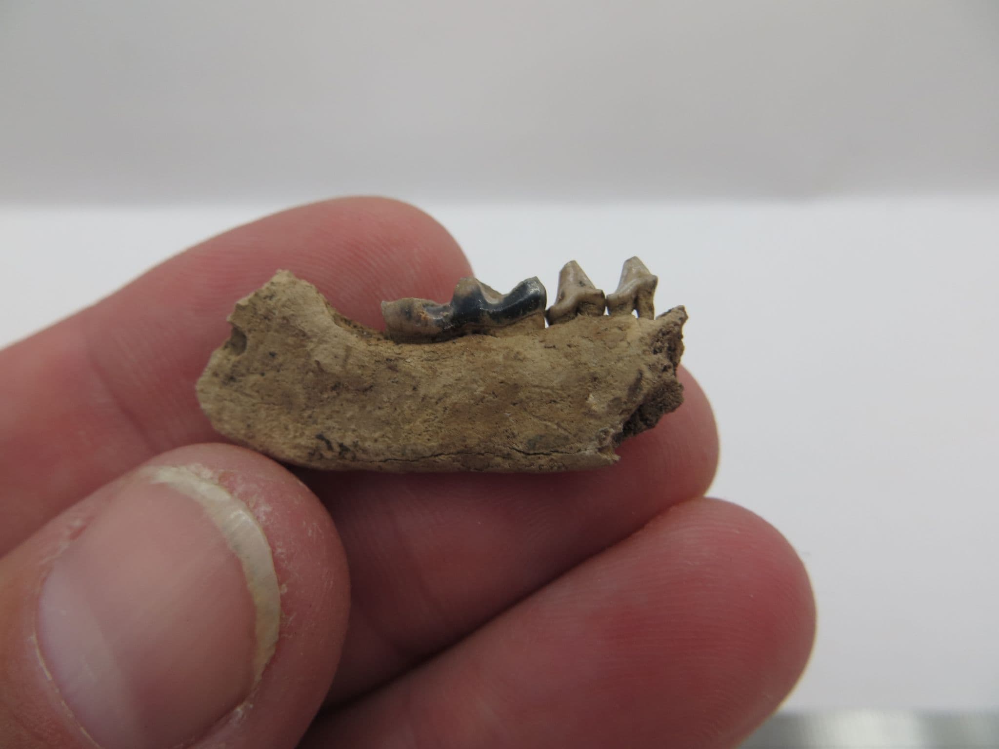Fossil Bat Jaw - Very Rare