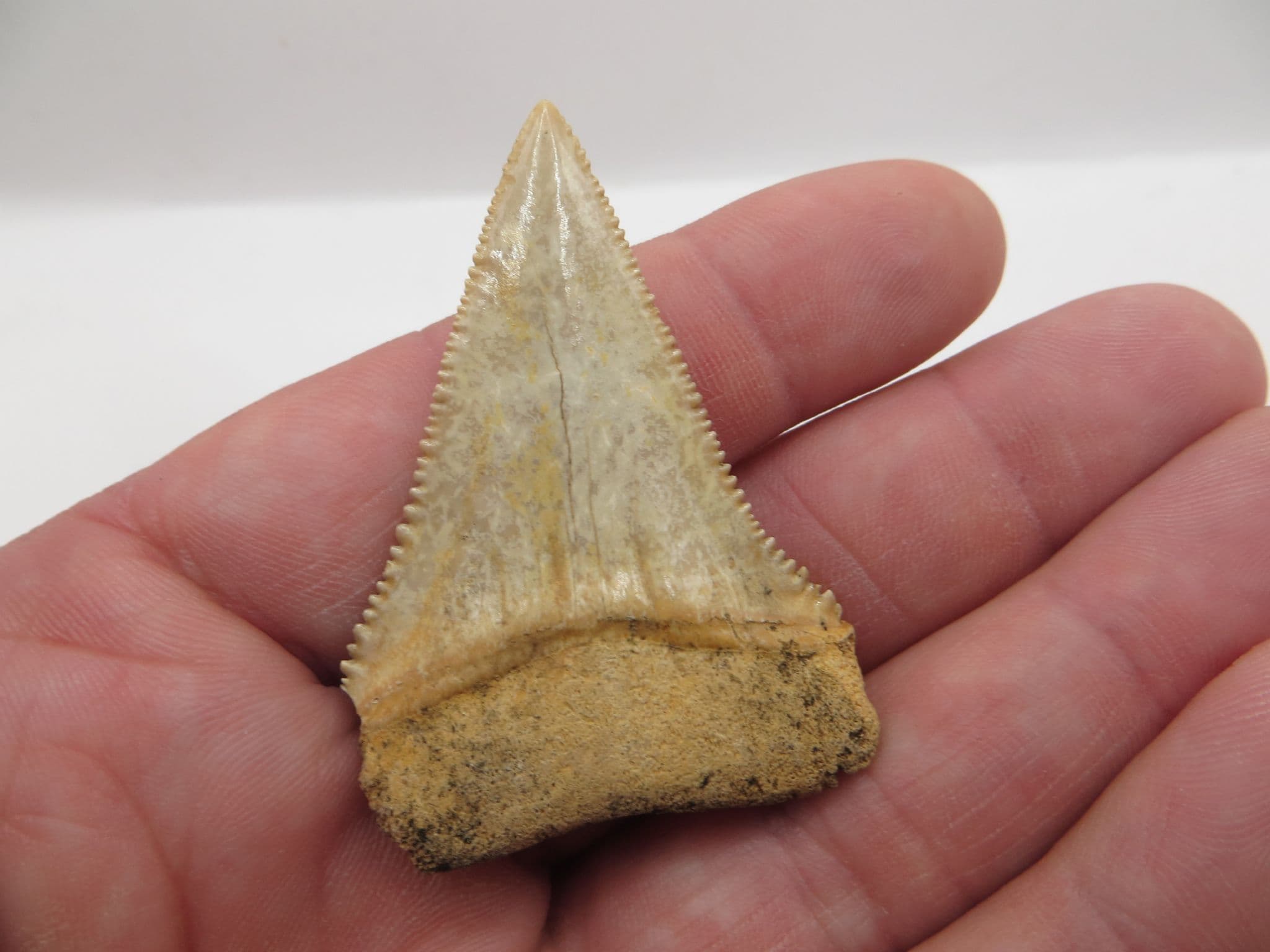 Great White Tooth - Chile