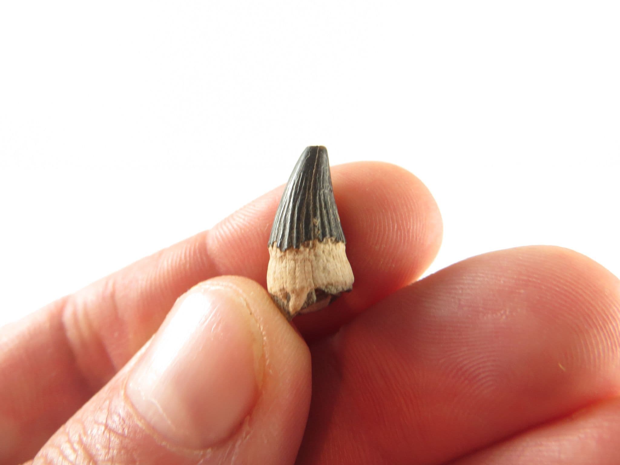 Russian Ichthyosaur tooth