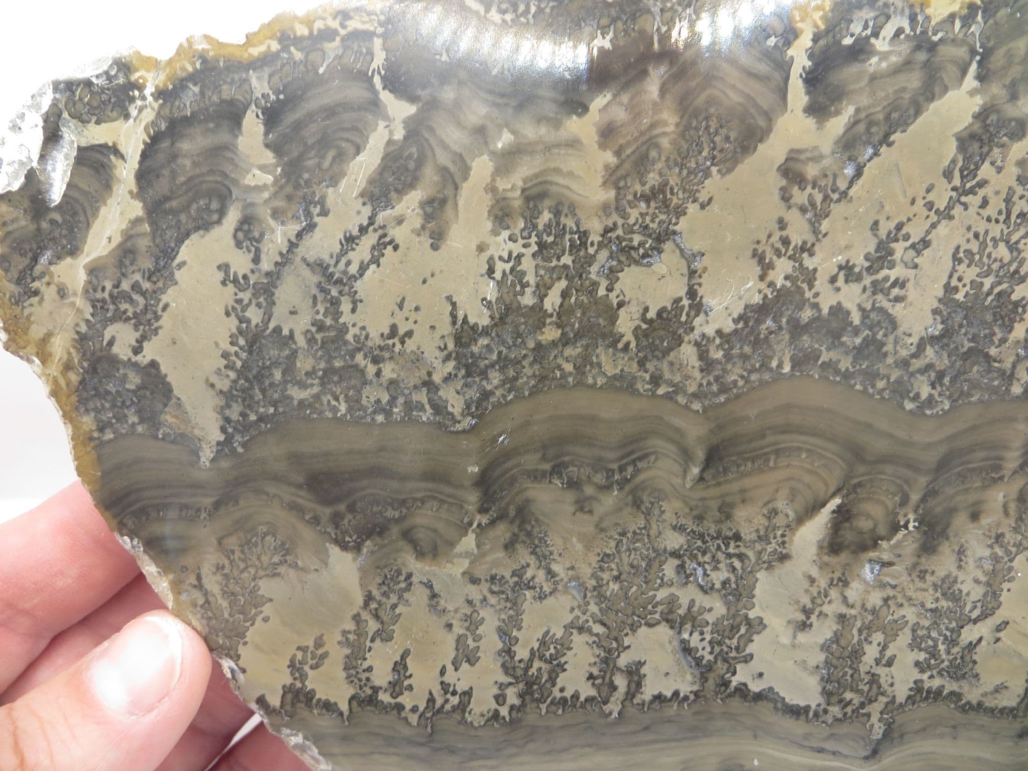 Stromatolite "Cotham Marble"