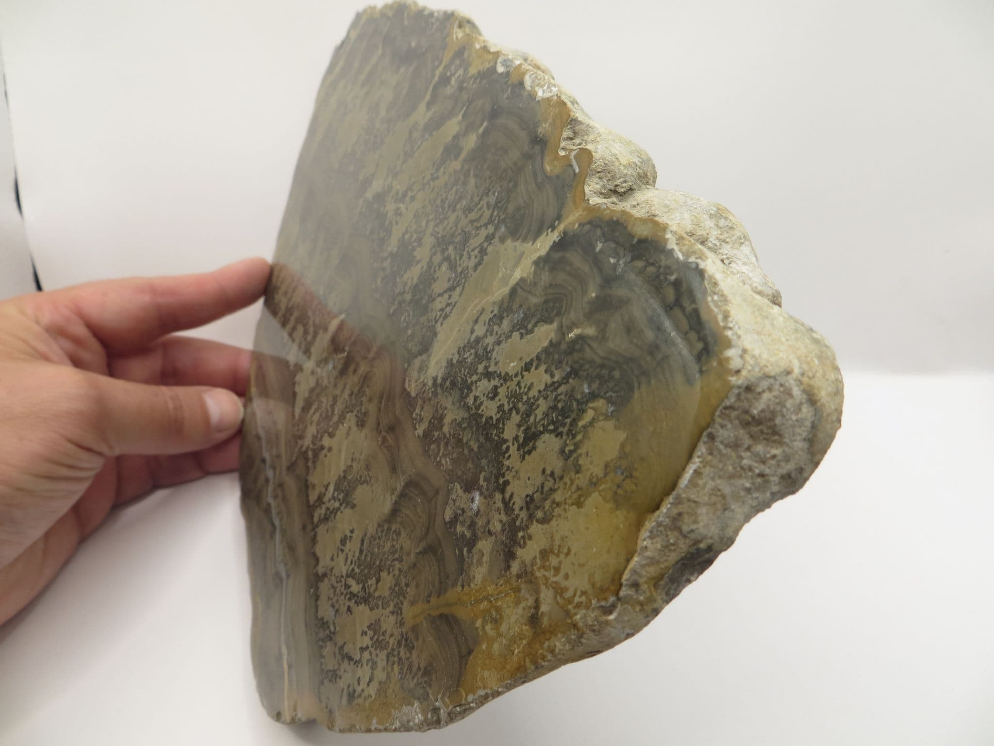 Stromatolite "Cotham Marble"