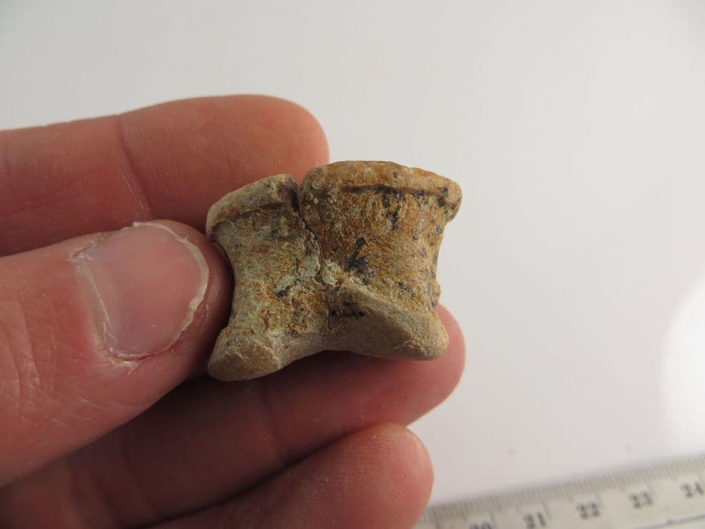 Theropod Toe Bone - Bathonian