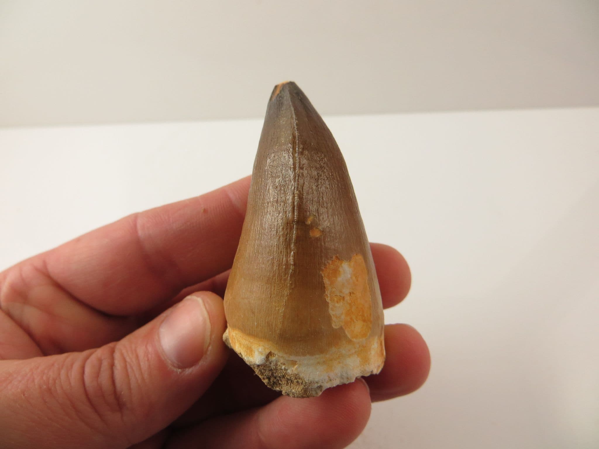 Very Large Mosasaur tooth