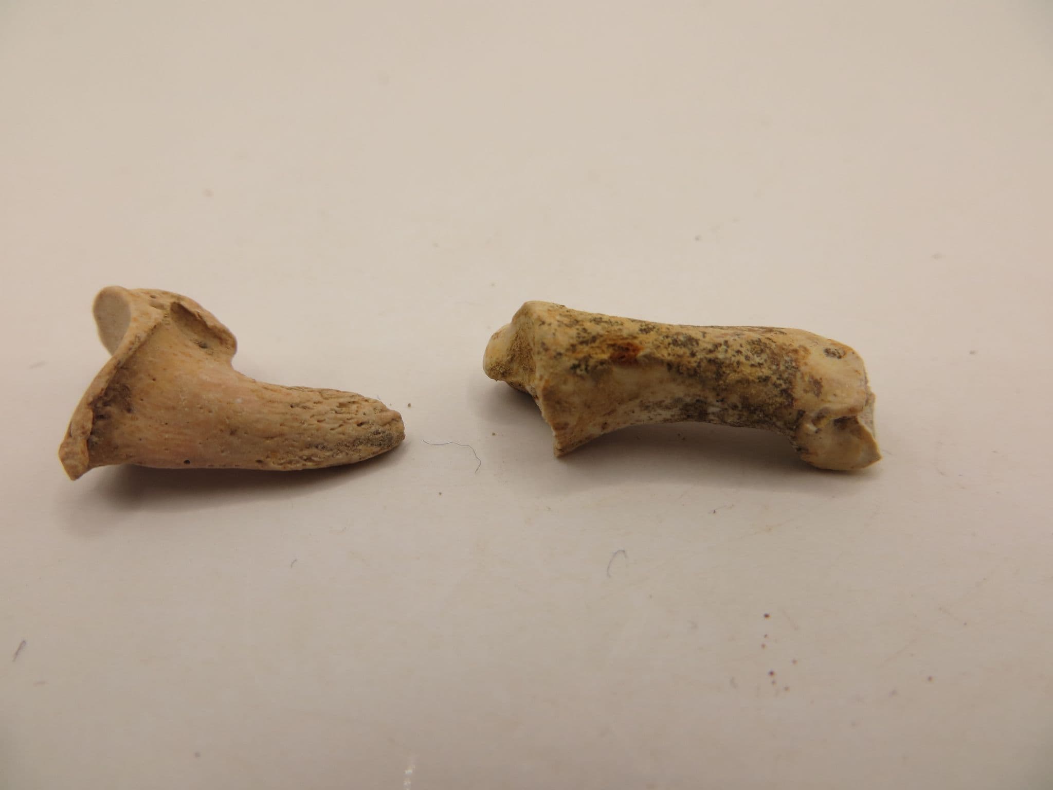 Wolf Toe bone and Claw - French
