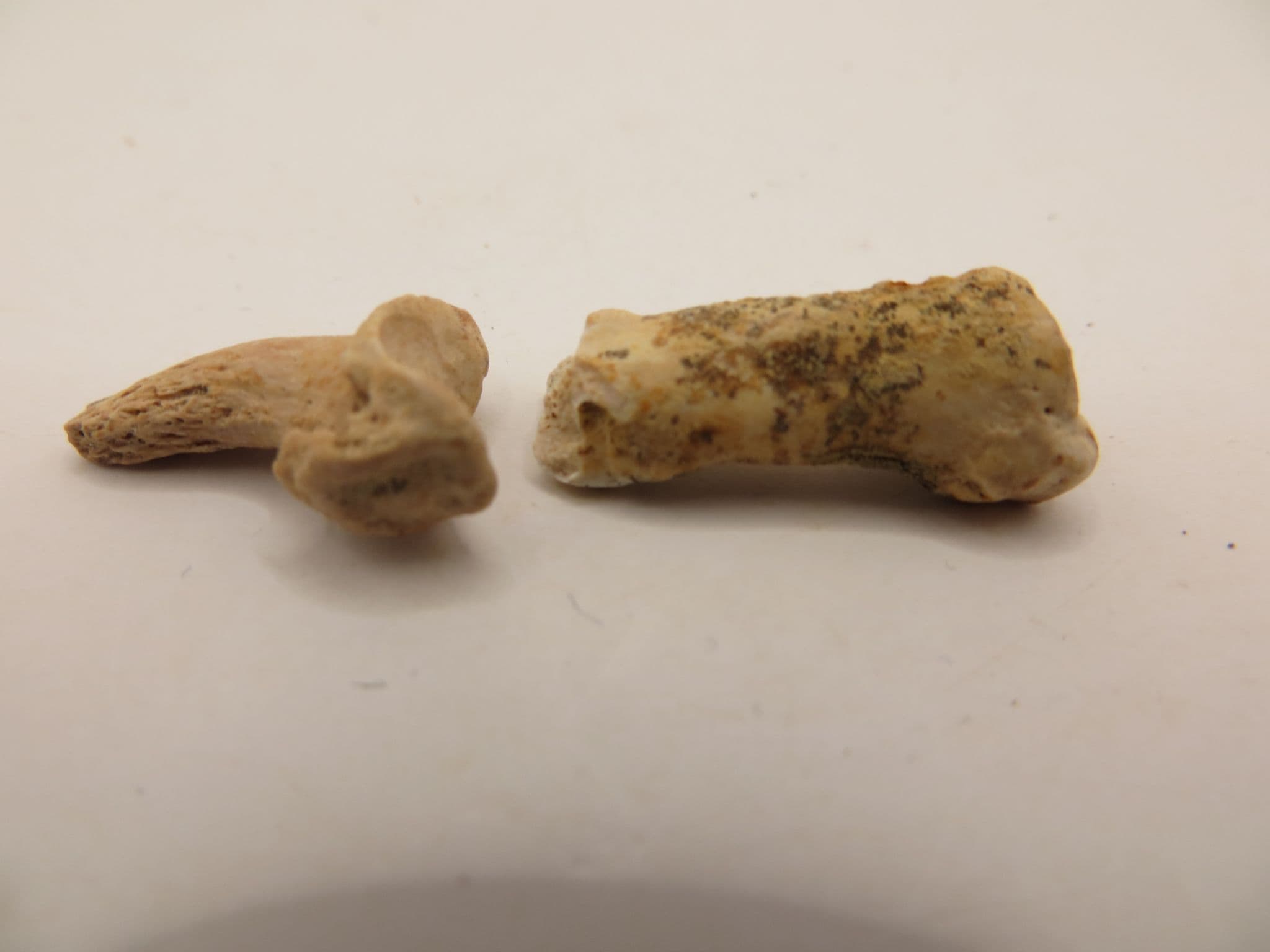 Wolf Toe bone and Claw - French