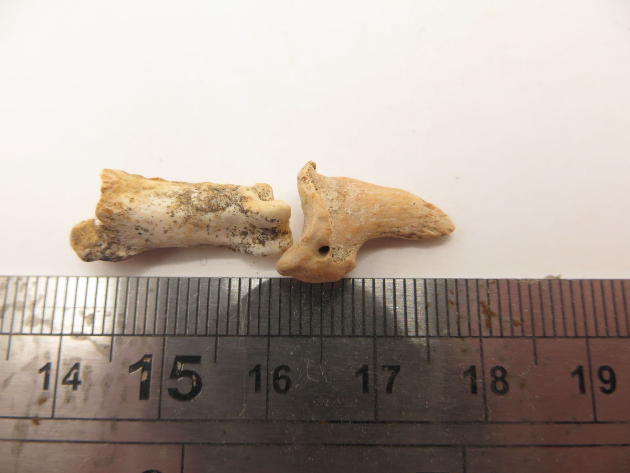 Wolf Toe bone and Claw - French