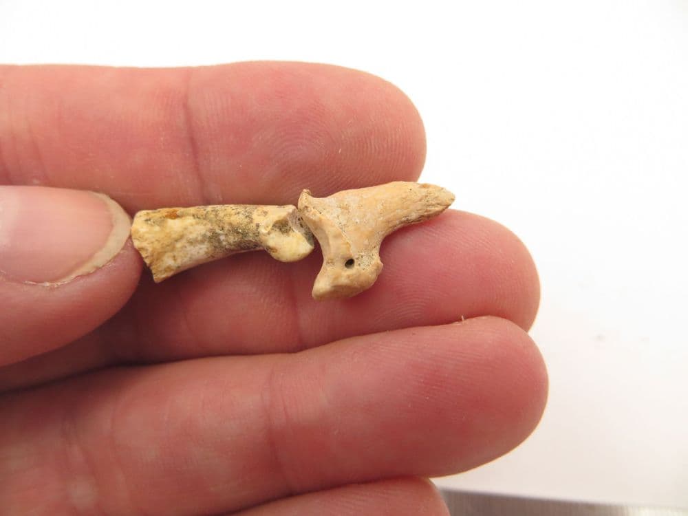 Wolf Toe bone and Claw - French