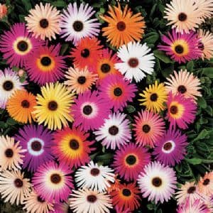 Livingstone Daisy 500 seeds - FREE POST