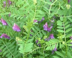 Tufted Vetch 500g 500 seeds - FREE POST