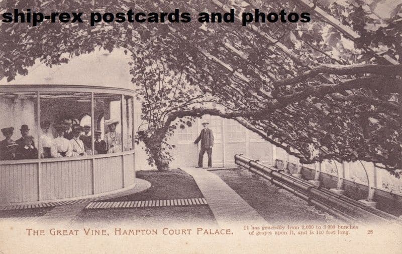 Hampton Court Palace The Great Vine