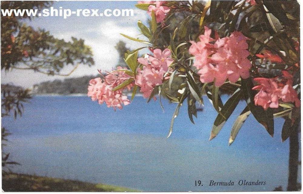 Oleanders on Bermuda - postcard