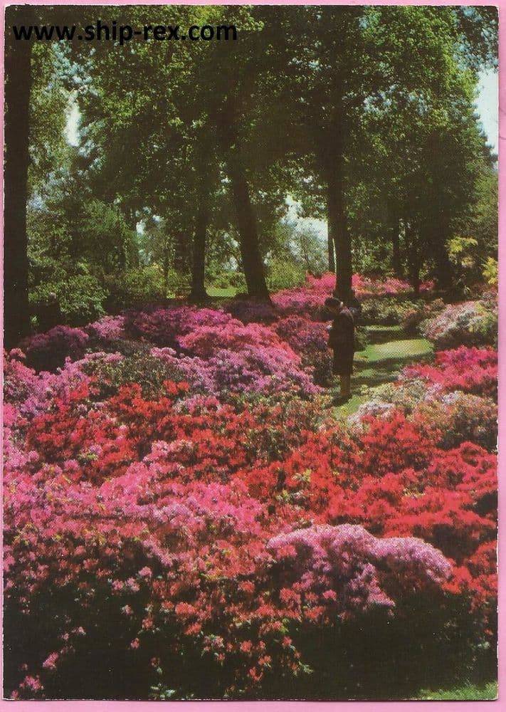 RHS Gardens Wisley - Evergreen Azaleas - postcard
