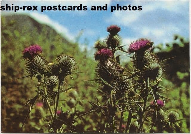 The Scottish Thistle postcard