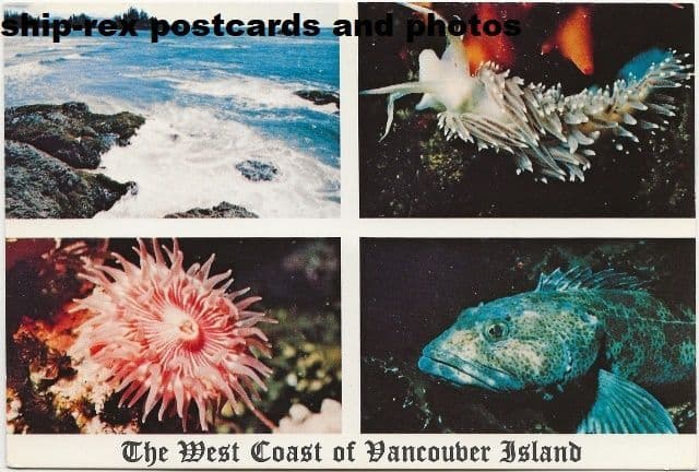 Vancouver Island marine life postcard