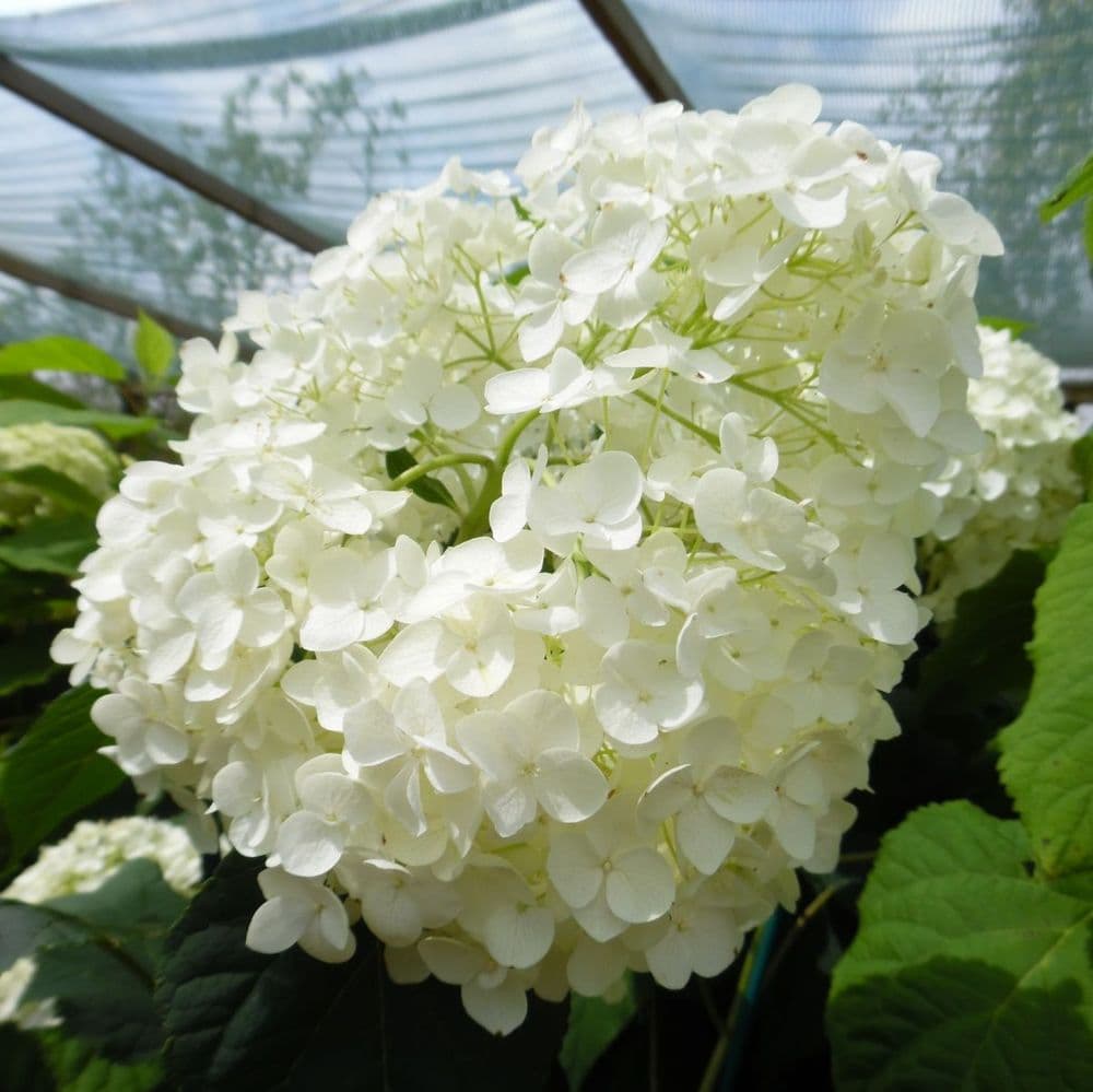 Hydrangea arborescens Annabelle AGM Large Specimen Plant