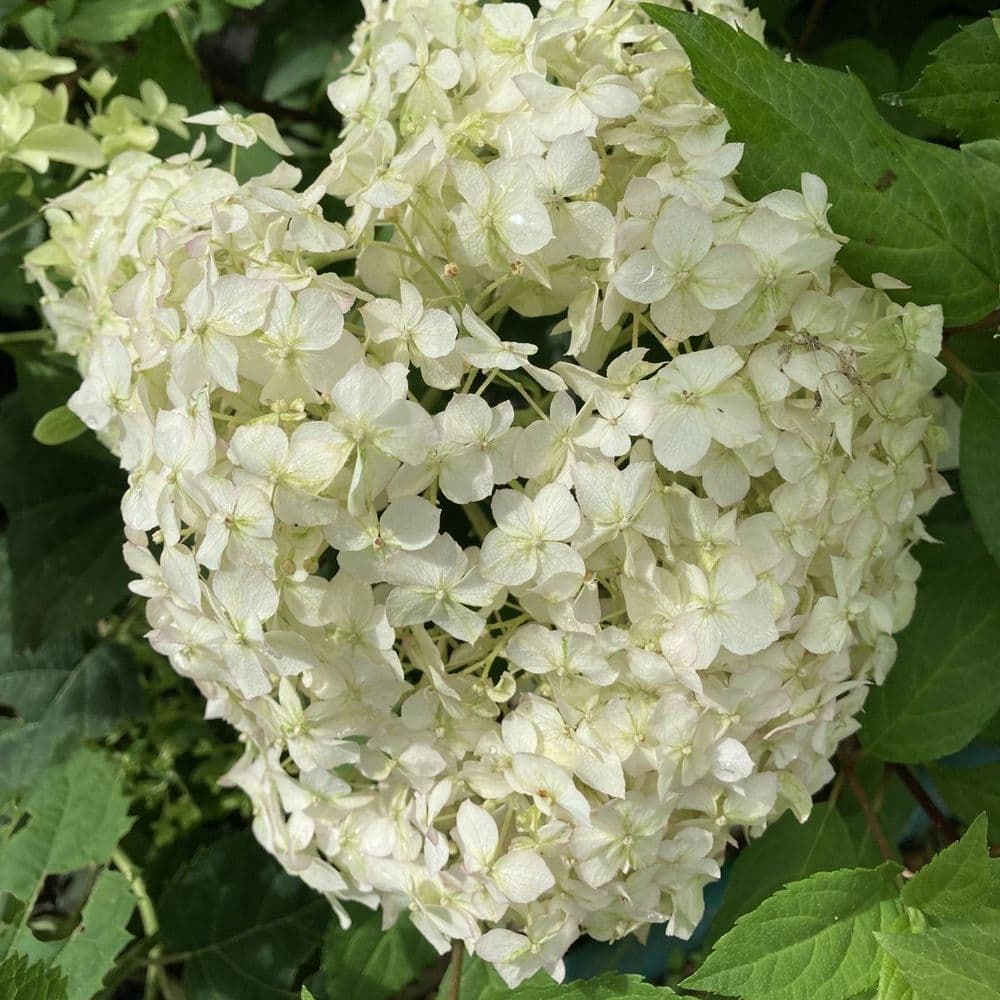 Hydrangea arborescens BELLARAGAZZA BLANCHETTA Invincibelle Wee White ...
