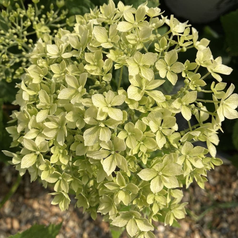 Hydrangea arborescens Invincibelle Limetta NCHA8 PBR