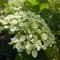 Hydrangea arborescens Lime Ricky