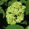 Hydrangea arborescens Lime Ricky