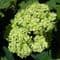 Hydrangea arborescens Lime Ricky