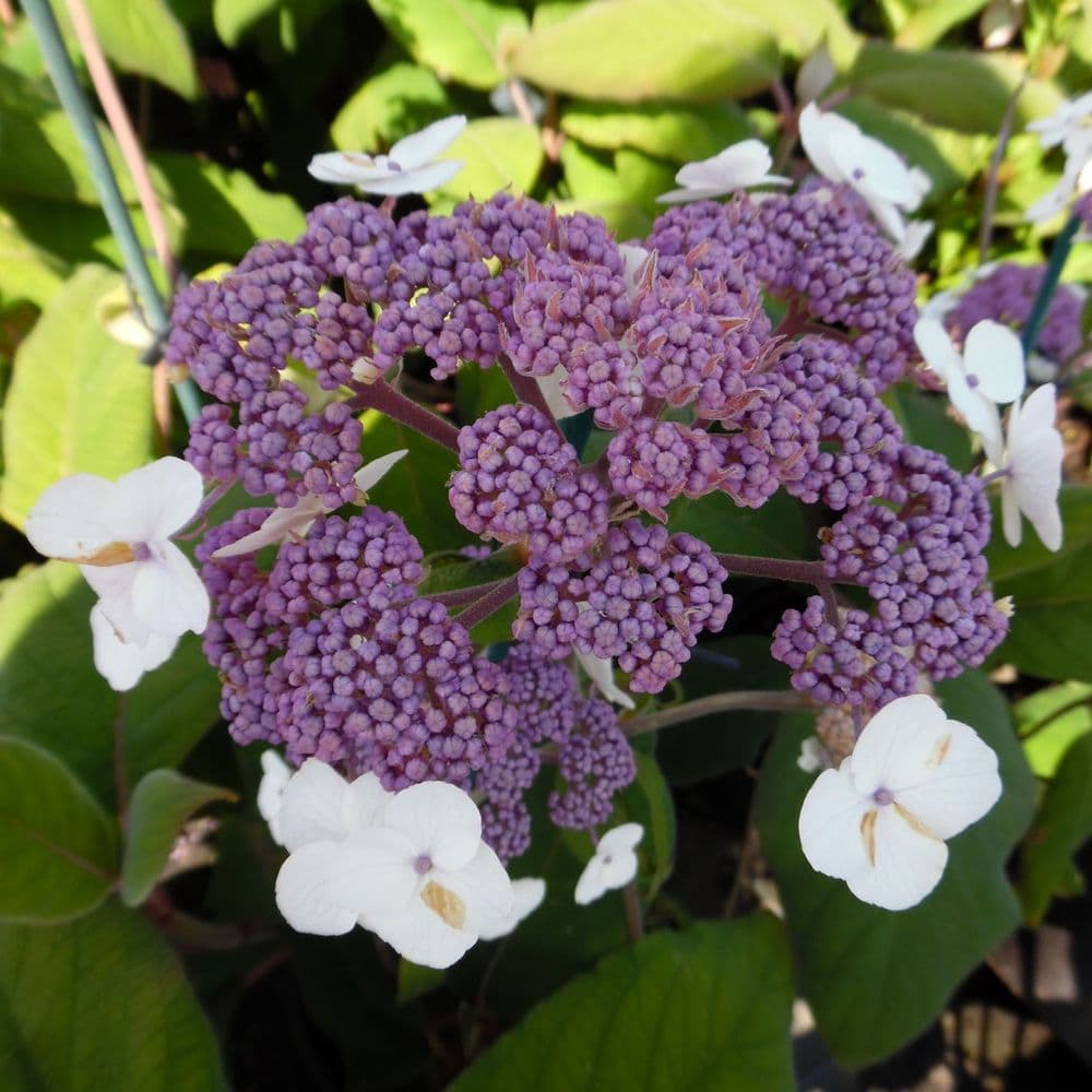 Hydrangea aspera subsp sargentiana