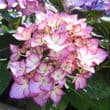 Hydrangea macrophylla