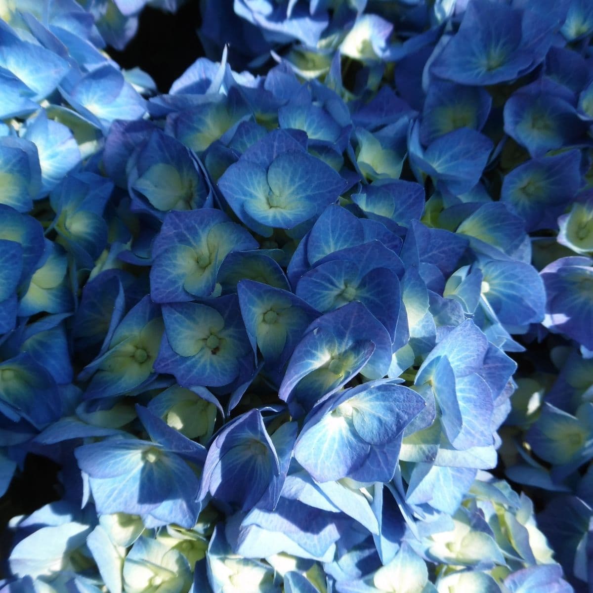 Hydrangea macrophylla Bela