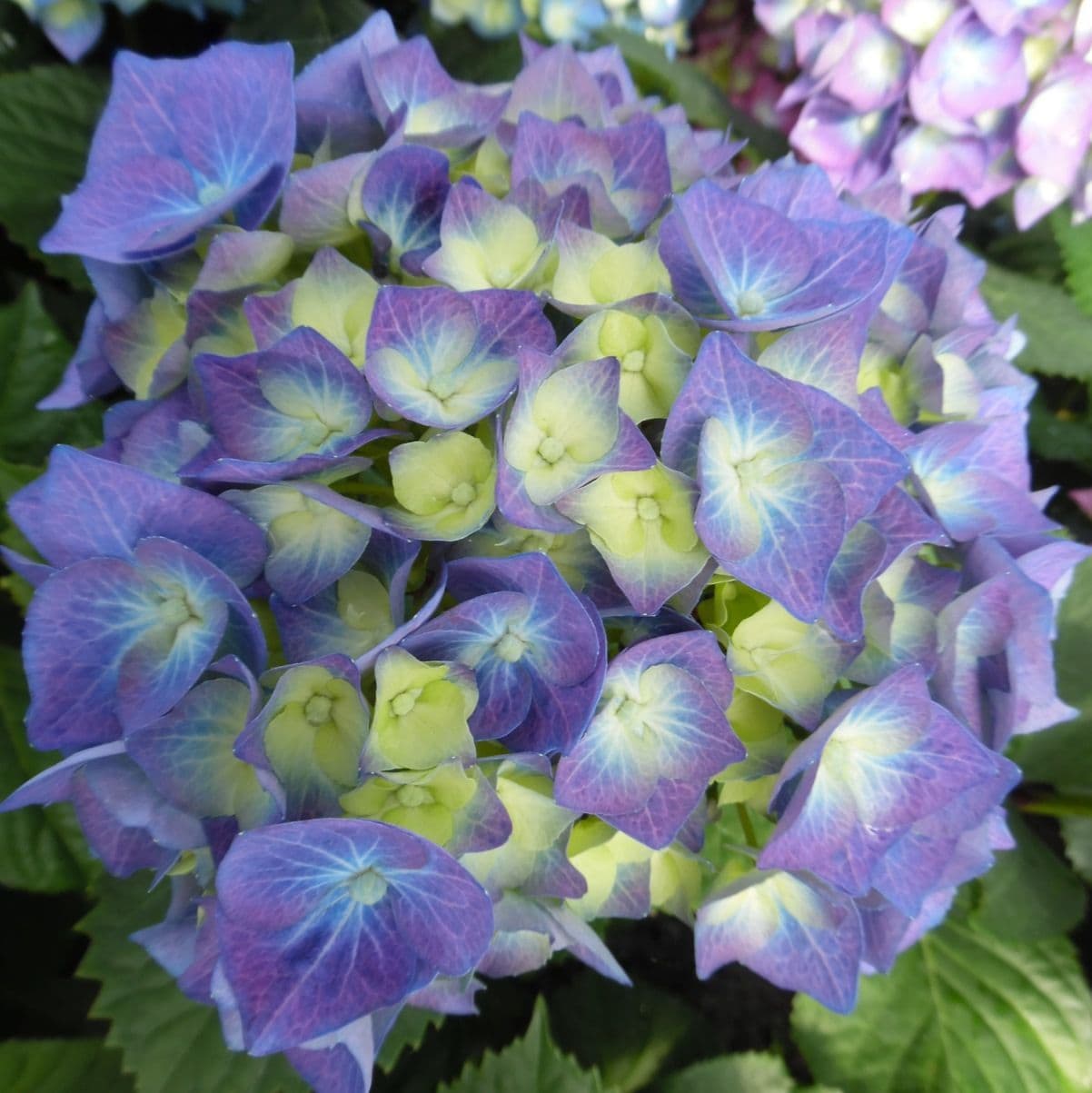 Hydrangea macrophylla Bela