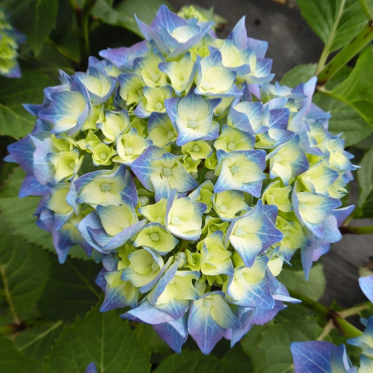 Hydrangea macrophylla Bela