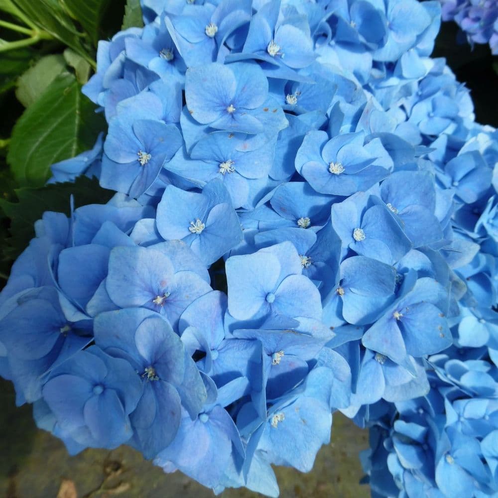 Hydrangea macrophylla Bela