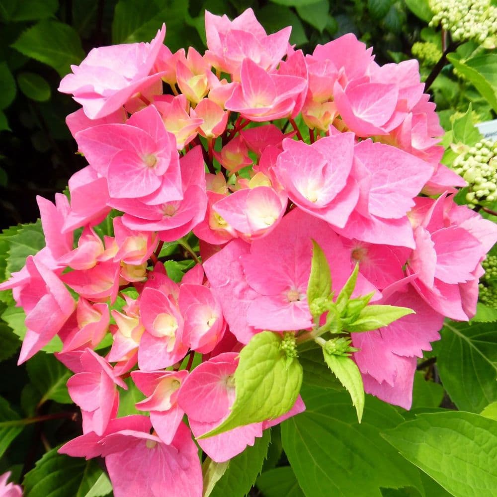Hydrangea macrophylla Black Steel Pink Ball Large