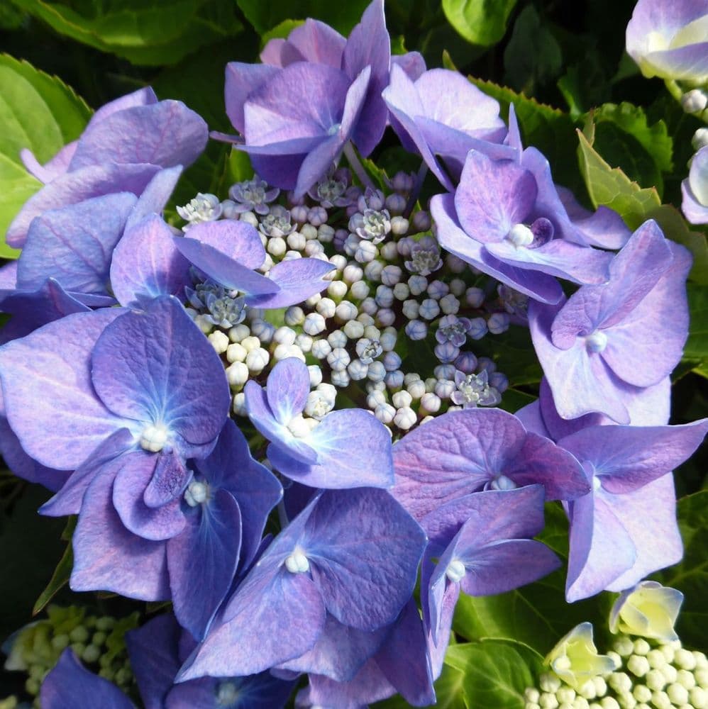 Hydrangea macrophylla Blaumeise Teller Series L AGM - Blue
