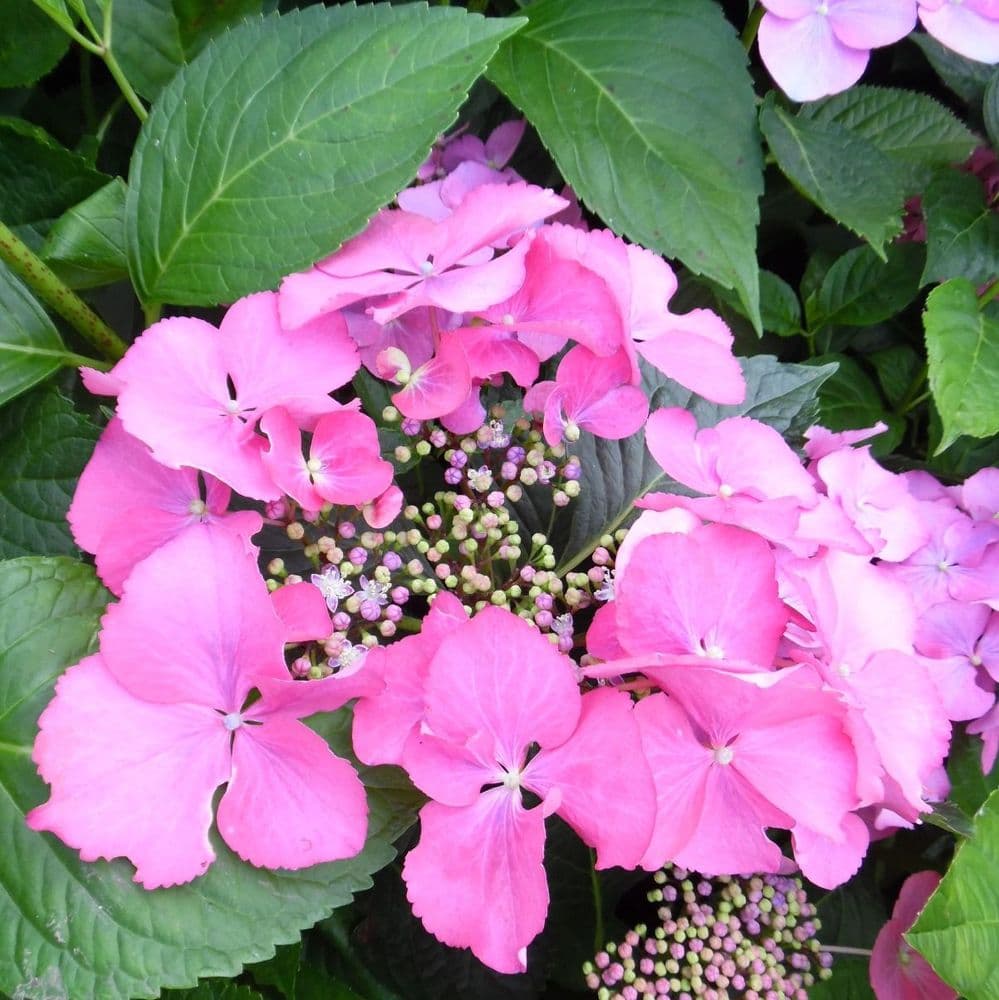 Hydrangea macrophylla Blaumeise Teller Series L AGM - Pink