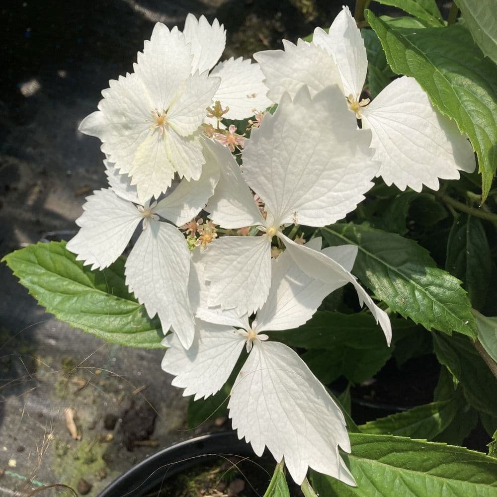 Hydrangea macrophylla Bridal Bouquet H