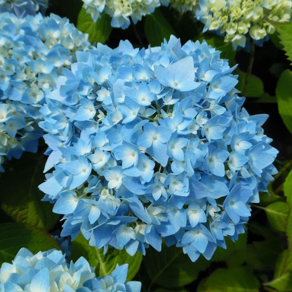 Hydrangea macrophylla Cameroun H Blue