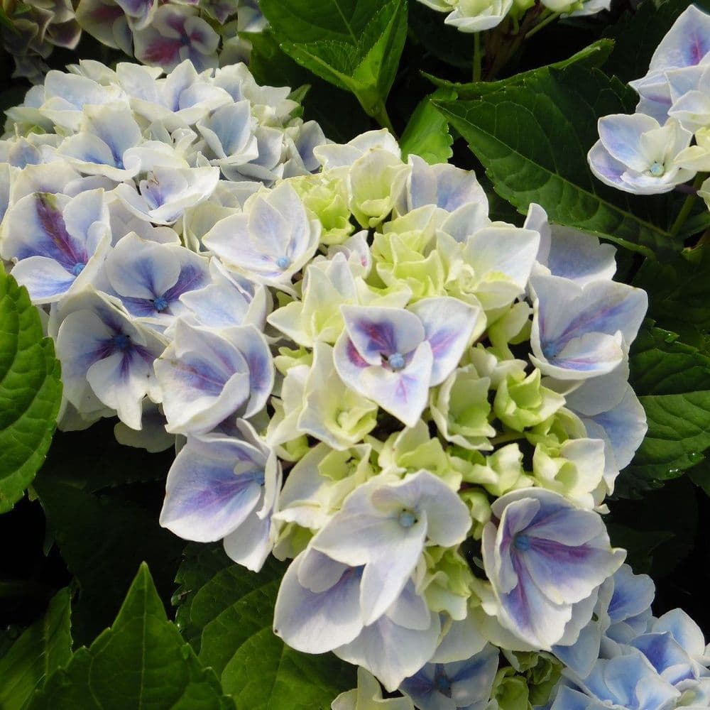 Hydrangea macrophylla Candy Heart