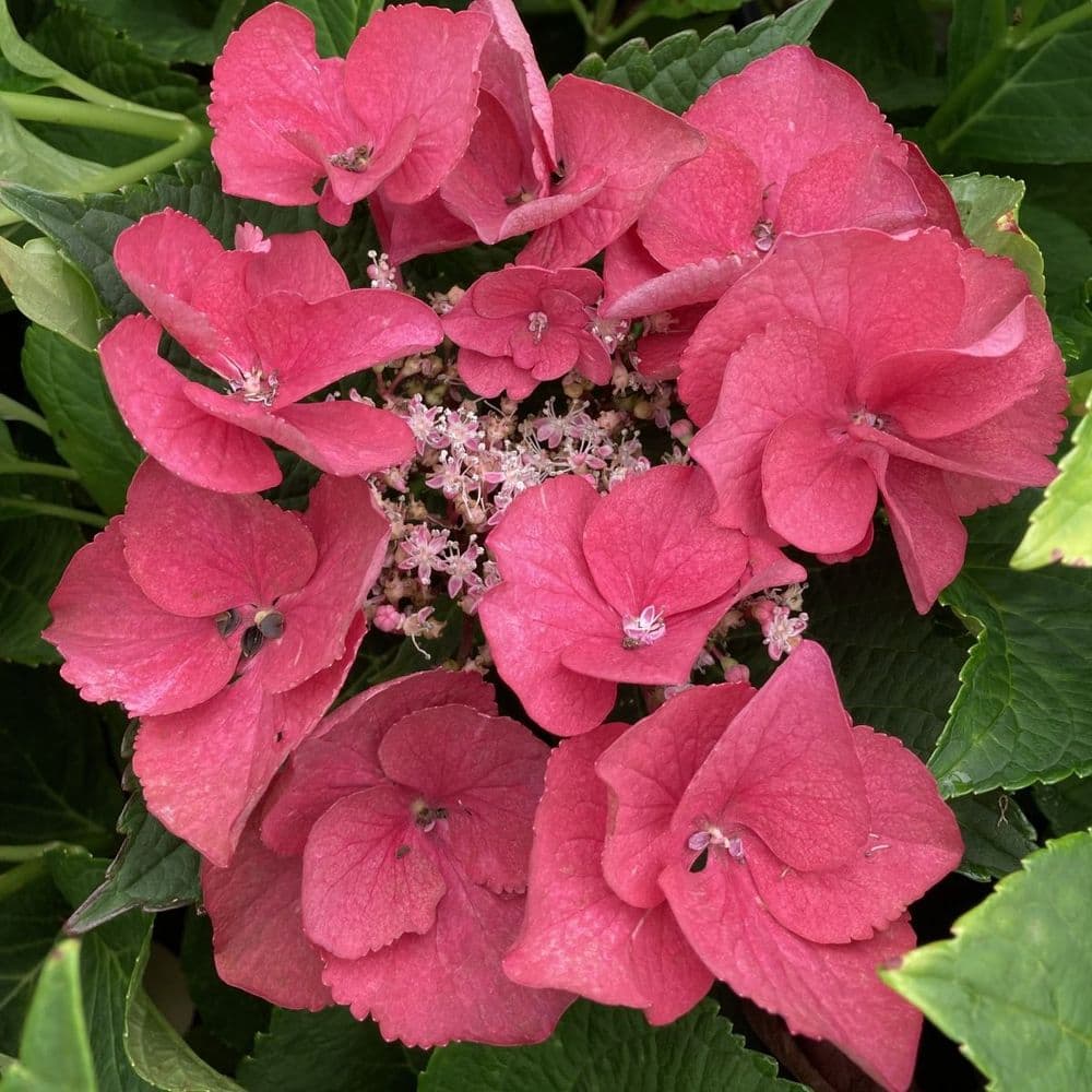 Hydrangea macrophylla Cherry Explosion McKay PP28757