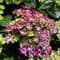 Hydrangea macrophylla Curly Sparkle Purple