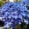 Hydrangea macrophylla Curly Sparkle Purple