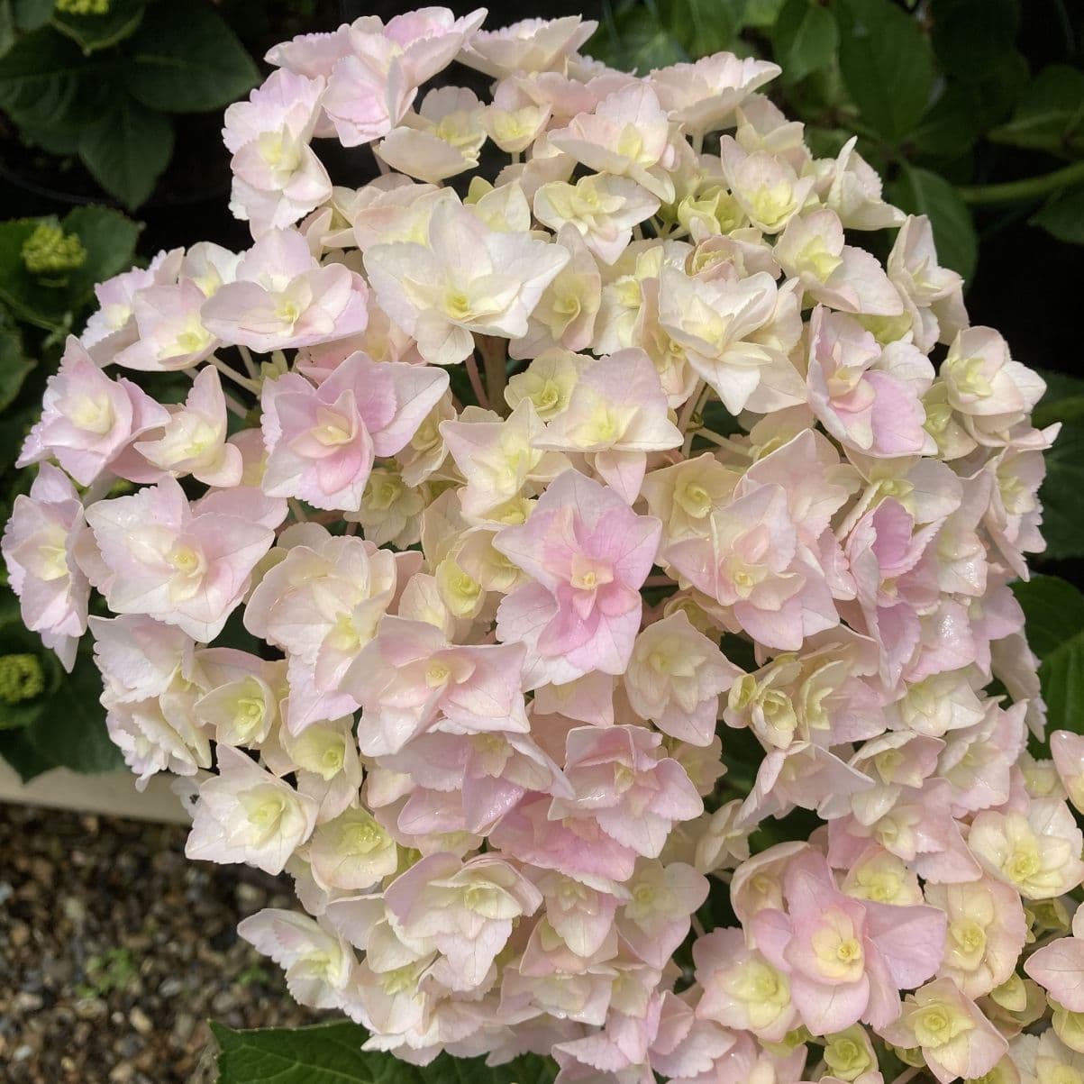 Hydrangea macrophylla Doppio Nuvola Kaho PBR