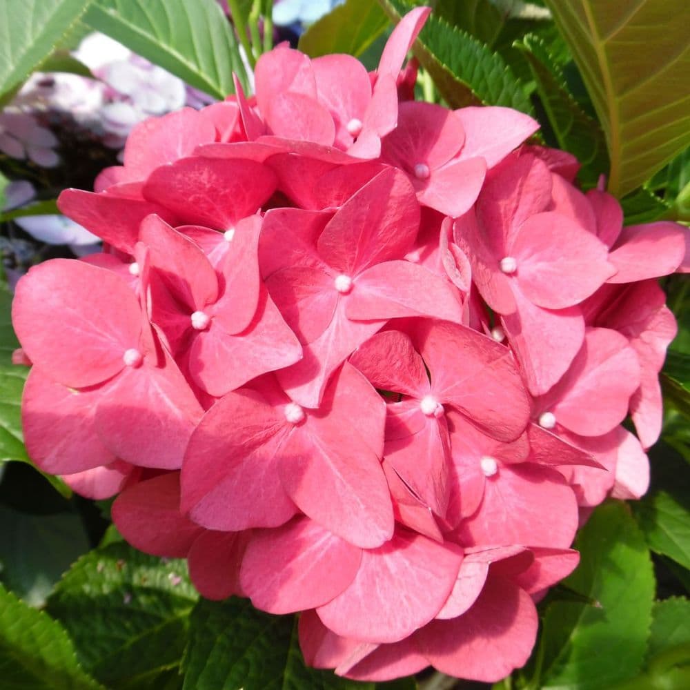 Hydrangea macrophylla Doris H