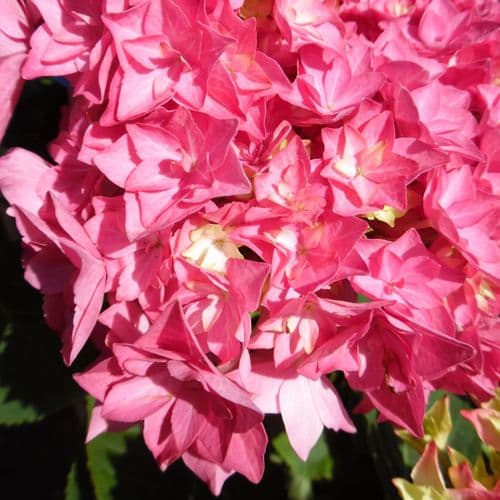 Hydrangea macrophylla