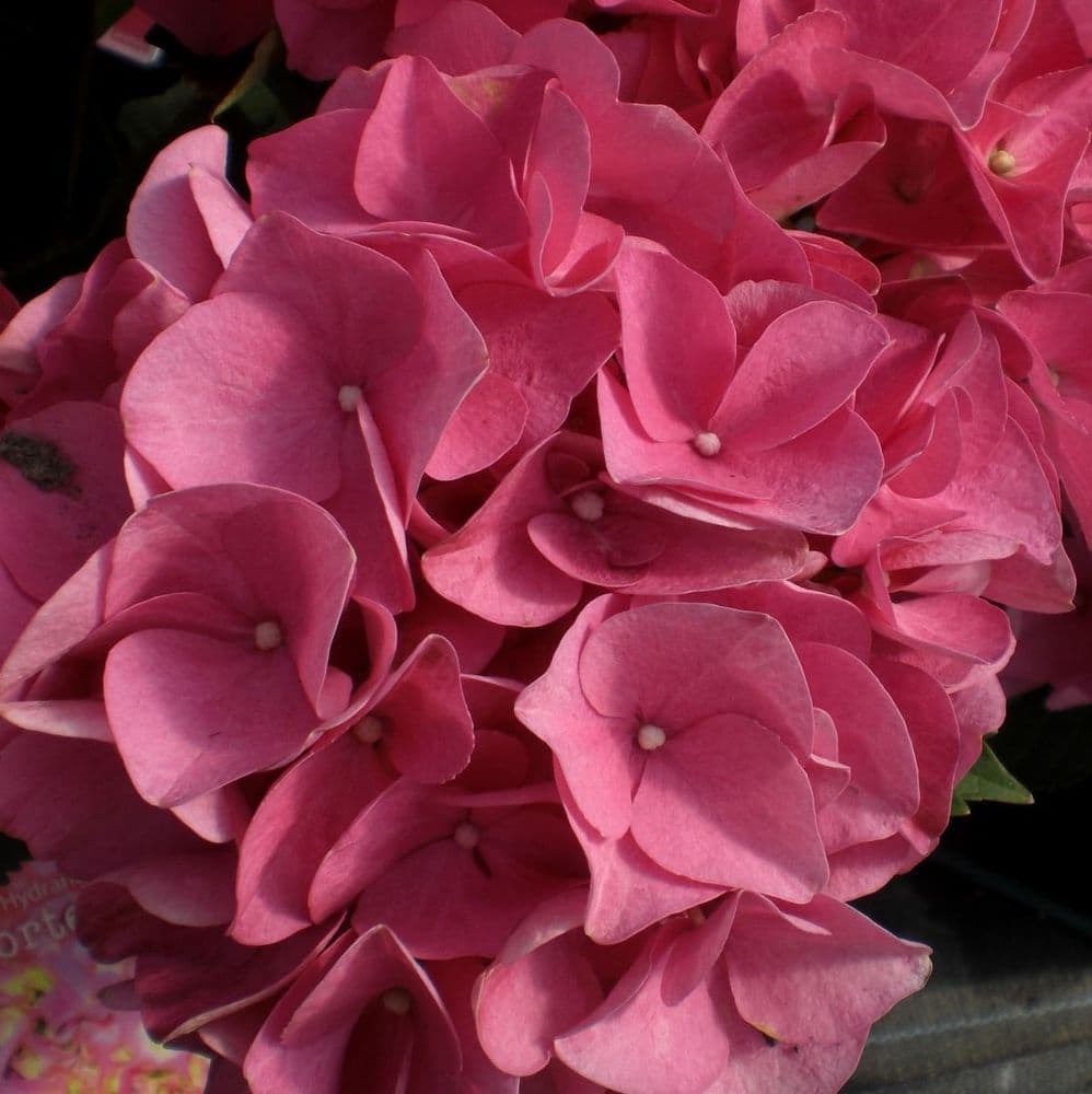 Hydrangea macrophylla Early Rose H Large Specimen Plant