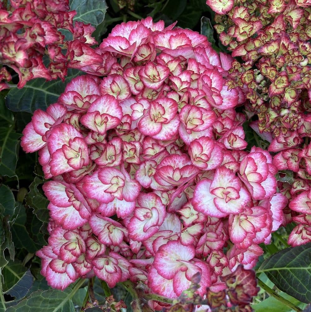Hydrangea macrophylla Elfy Pink H220910