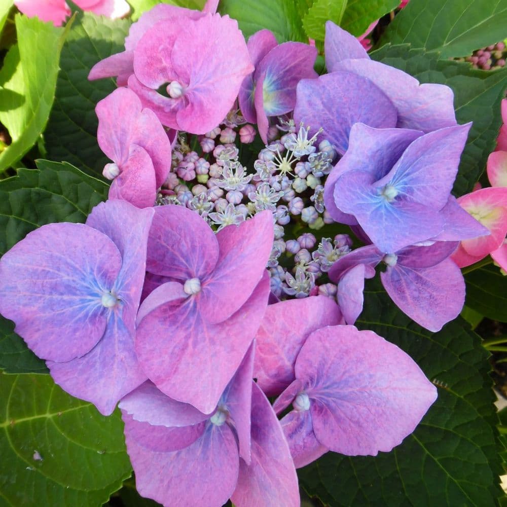Hydrangea macrophylla Fasan Twilight Teller Series L Blue Large Specimen Plant