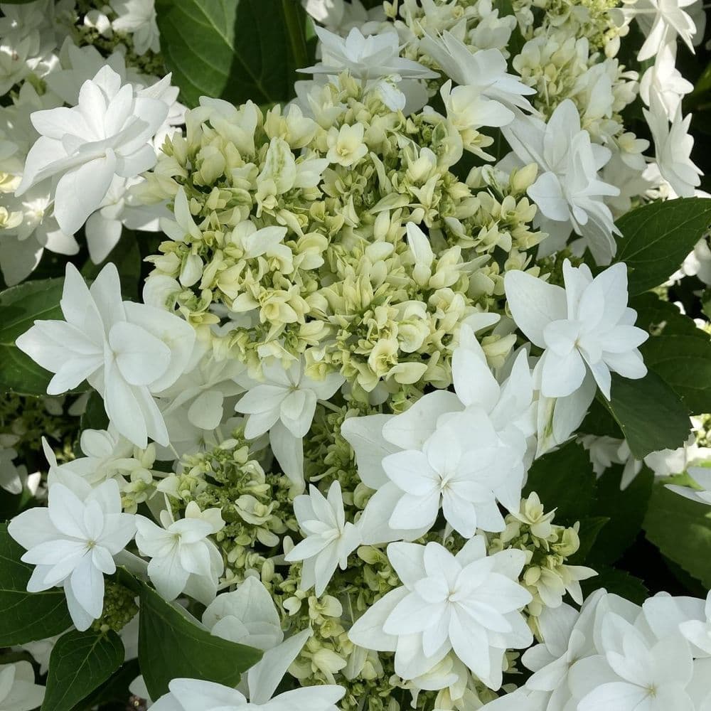 Hydrangea macrophylla Finya H218915