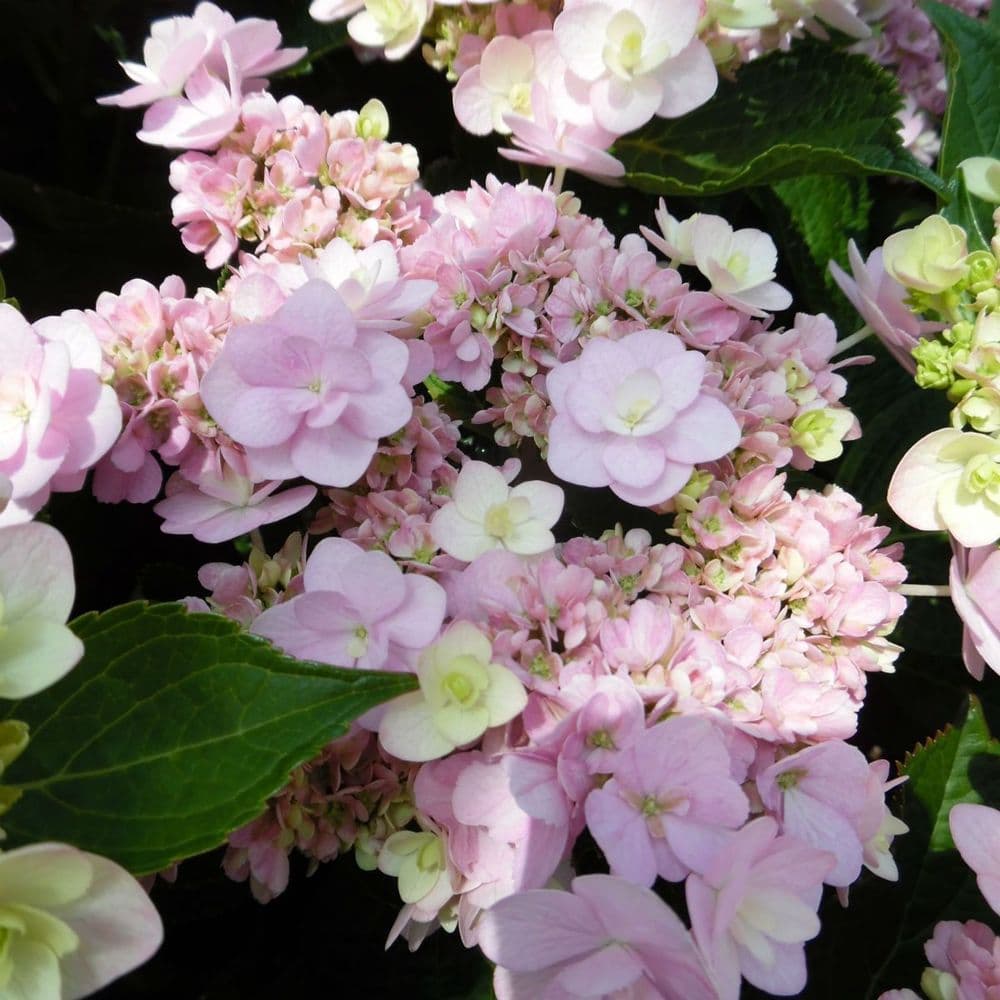 Hydrangea macrophylla Forever You & Me Series H AGM - pink