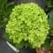 Hydrangea macrophylla Green Cloud